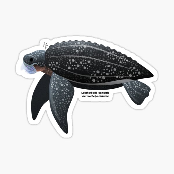 "Team Submarine Leatherback Sea Turtle (Dermochelys coriacea)" Sticker ...