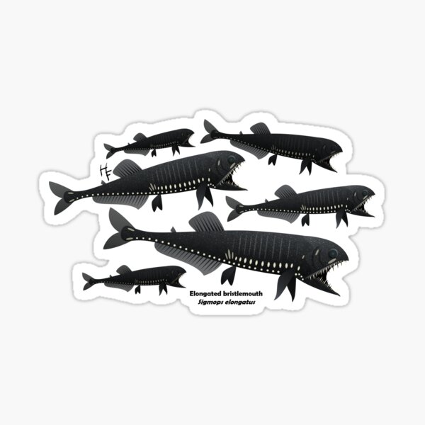 "Team Submarine Elongated Bristlemouth (Sigmops elongatus)" Sticker for ...
