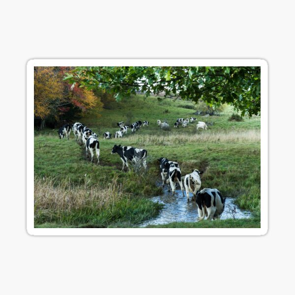 "Dairy Cows of Vermont" Sticker by mcardona | Redbubble
