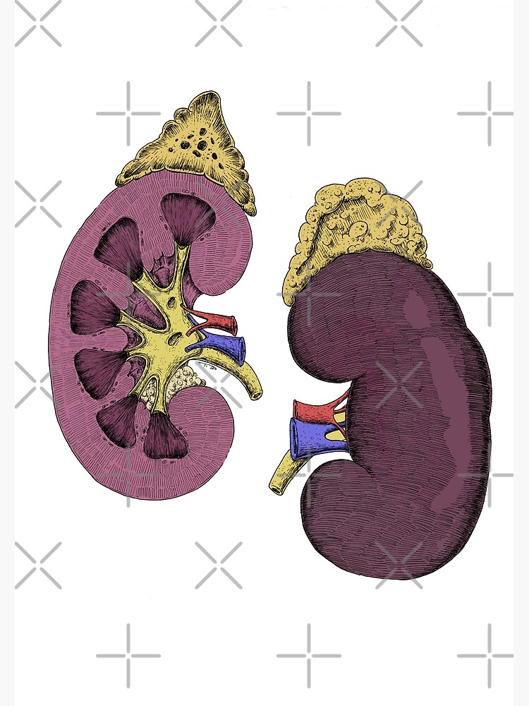 "Kidneys Anatomical Drawing(colored)" Poster for Sale by DrTeebu ...