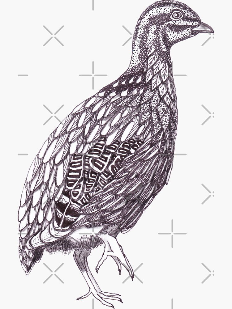 "Quail" Sticker for Sale by Au-artistique | Redbubble