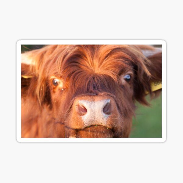"Majestic Moo" Sticker for Sale by Animal-Photos | Redbubble