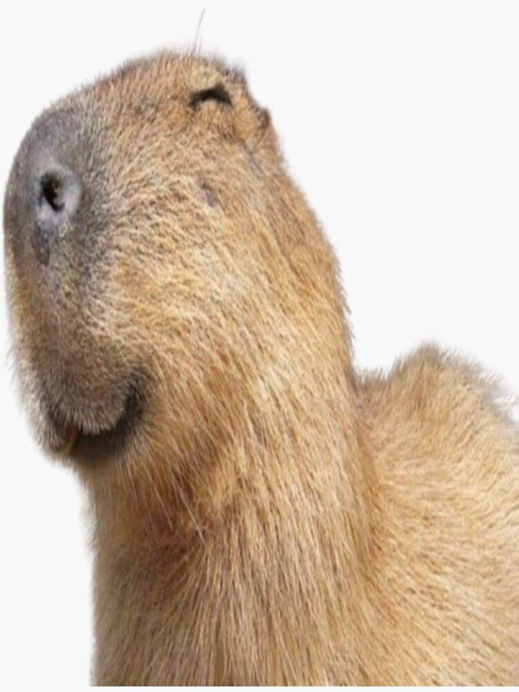 "Smiling Capybara" Sticker for Sale by Shrewd-Mood | Redbubble