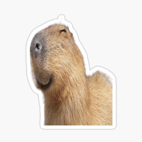 "Smiling Capybara" Sticker for Sale by Shrewd-Mood | Redbubble