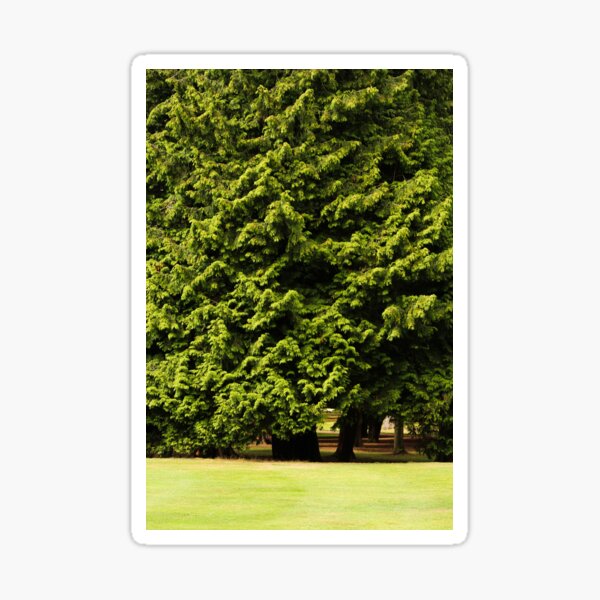 "Big Trees in the Park Vertical Nature Beauty" Sticker for Sale by ...