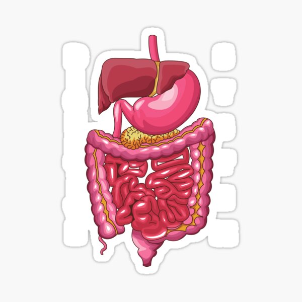 Pegatina «sistema digestivo» de alix-zt-shop | Redbubble