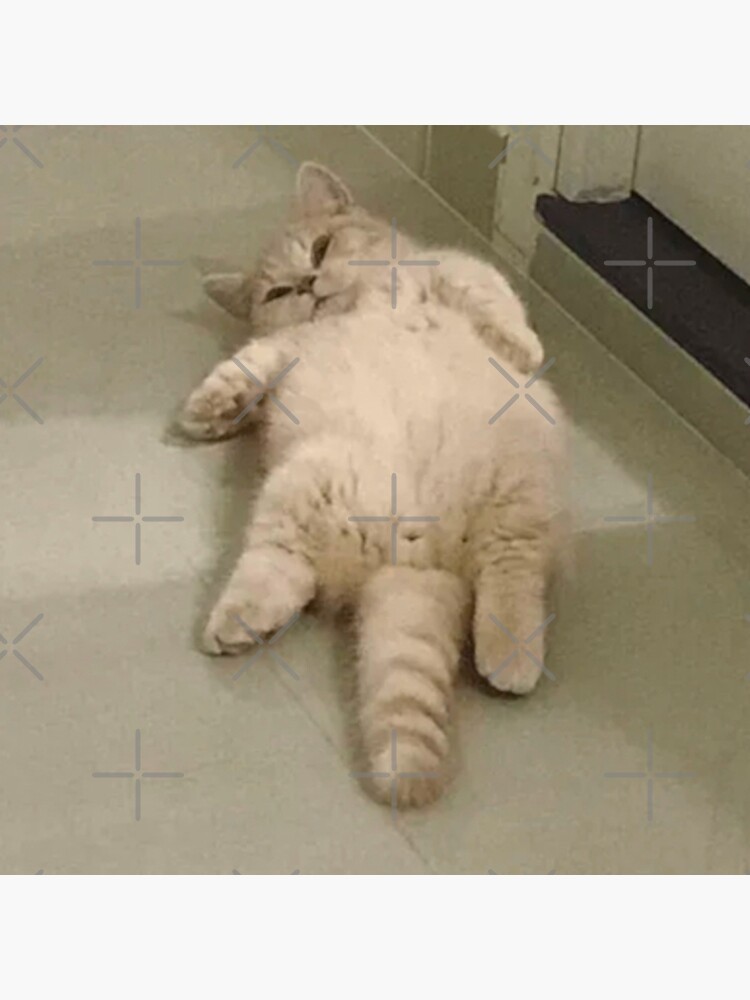 Meme De Gato Cansado