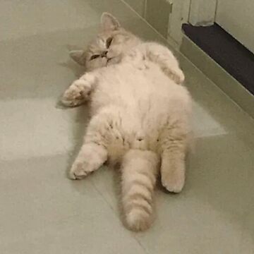 Gatito Cansado