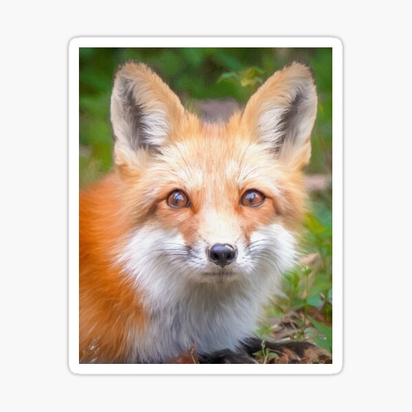 "Cute Red Fox" Sticker for Sale by SusanRydberg | Redbubble
