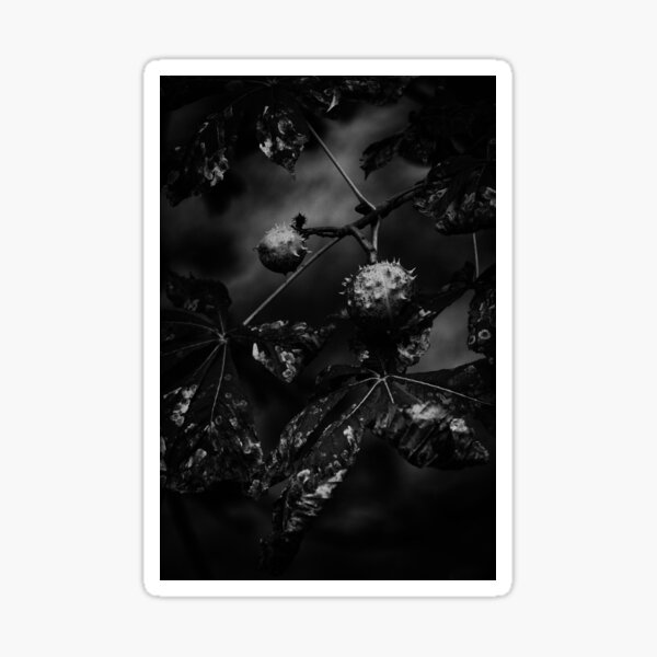 "Horse Chestnut Tree bw Vertical Nature Beauty" Sticker for Sale by ...