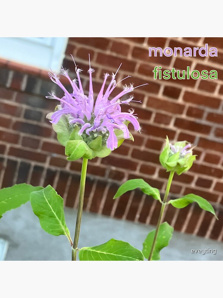 "Wild Bergamot (monarda fistulosa) [PLANTS NATIVE TO ST. LAWRENCE ...