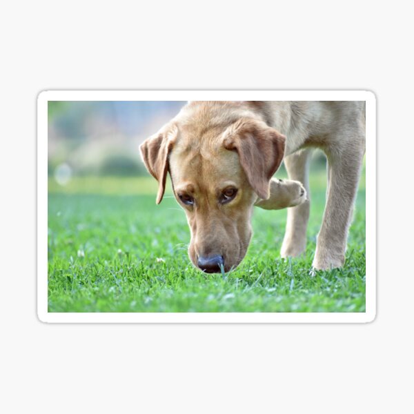 "I See You" Sticker for Sale by athousandwordss | Redbubble