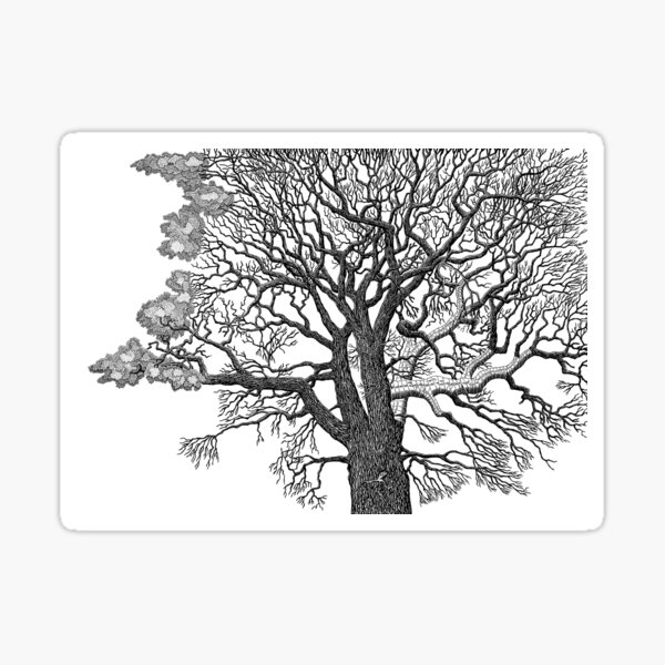 "Oak tree" Sticker for Sale by BBarac | Redbubble