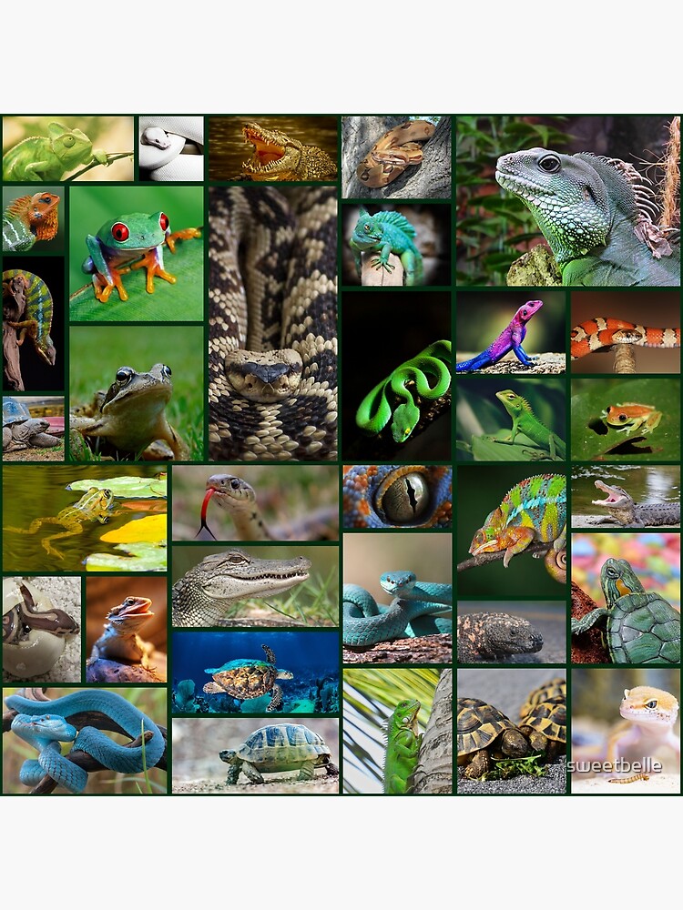 Póster for Sale con la obra «Collage de fotos con patrón de reptiles ...