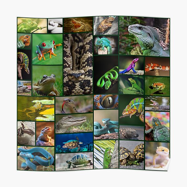 Póster for Sale con la obra «Collage de fotos con patrón de reptiles ...