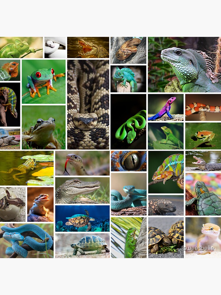 "Reptile Pattern Photo Collage" Sticker for Sale by sweetbelle | Redbubble