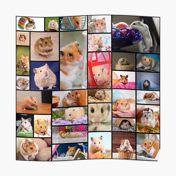 "Cute Hamster Pattern Photo Collage" Poster for Sale by sweetbelle ...