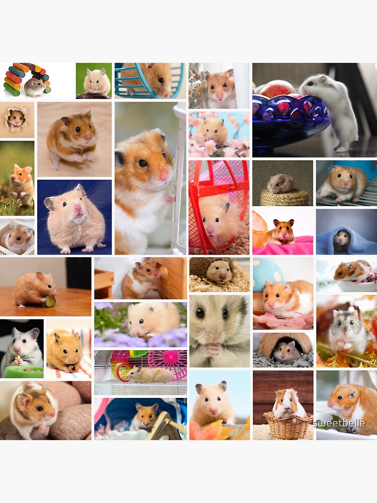 "Cute Hamster Pattern Photo Collage" Sticker for Sale by sweetbelle ...