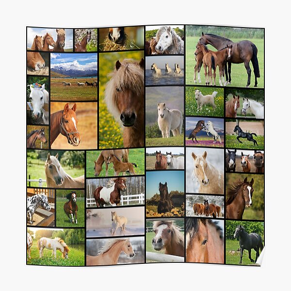 "Horse and Pony Pattern Photo Collage" Poster for Sale by sweetbelle ...