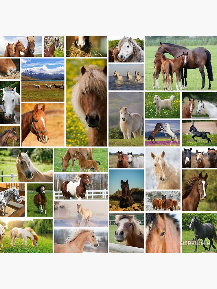 "Horse and Pony Pattern Photo Collage" Sticker for Sale by sweetbelle ...