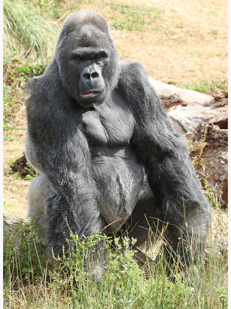 "Jock" Sticker for Sale by aquabella | Redbubble