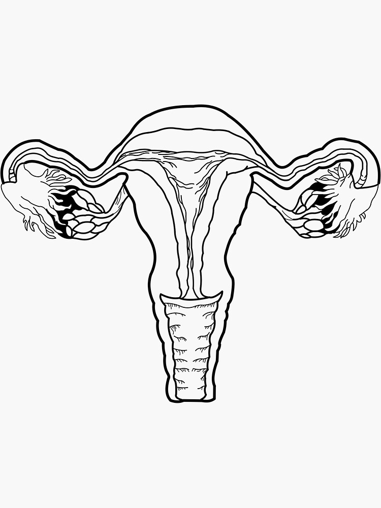 "Uterus Line Art large" Sticker for Sale by Organoleptic | Redbubble