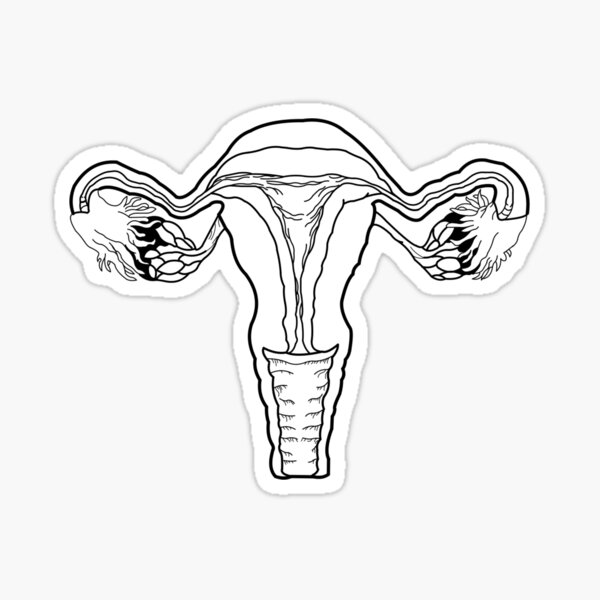 "Uterus Line Art large" Sticker for Sale by Organoleptic | Redbubble