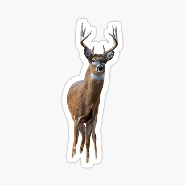 "Buck" Sticker for Sale by gdb2 | Redbubble