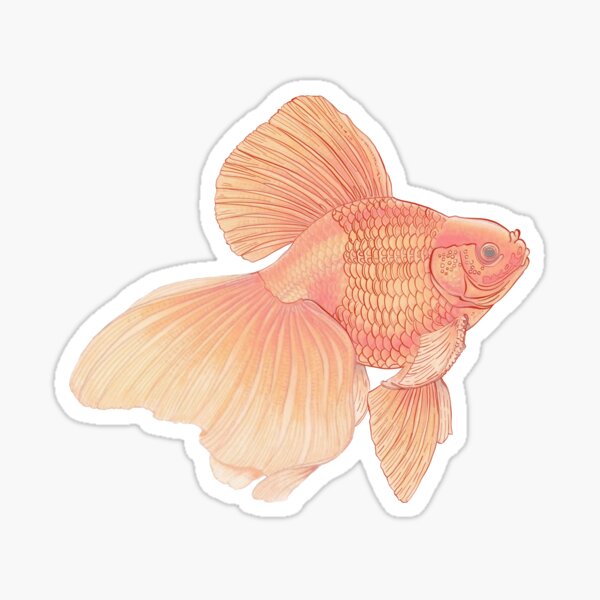 "Goldfish" Sticker for Sale by Animster | Redbubble