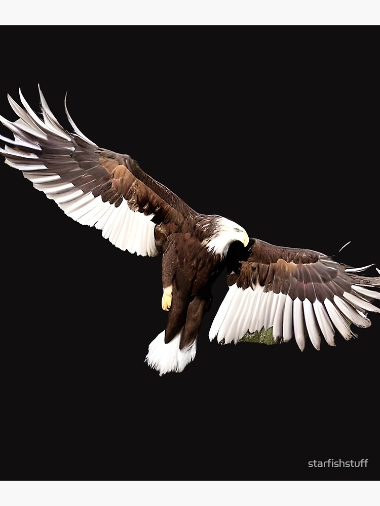 "WEDGETAIL EAGLE" Poster for Sale by starfishstuff | Redbubble