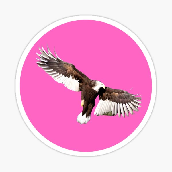 " WEDGETAIL EAGLE" Sticker for Sale by starfishstuff | Redbubble
