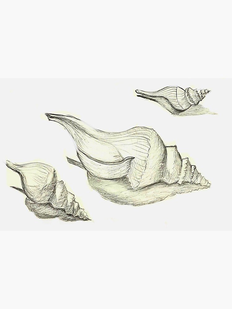 "Conch 3" Sticker for Sale by Sunlover007 | Redbubble