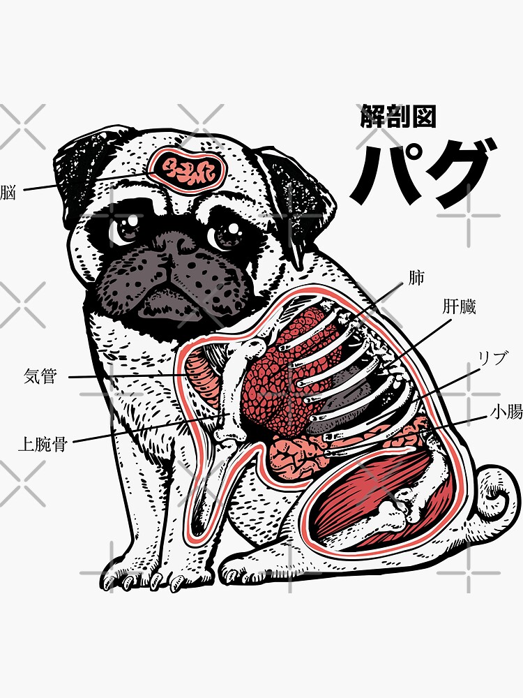 Pegatina «Pug Anatomy» de Huebucket | Redbubble