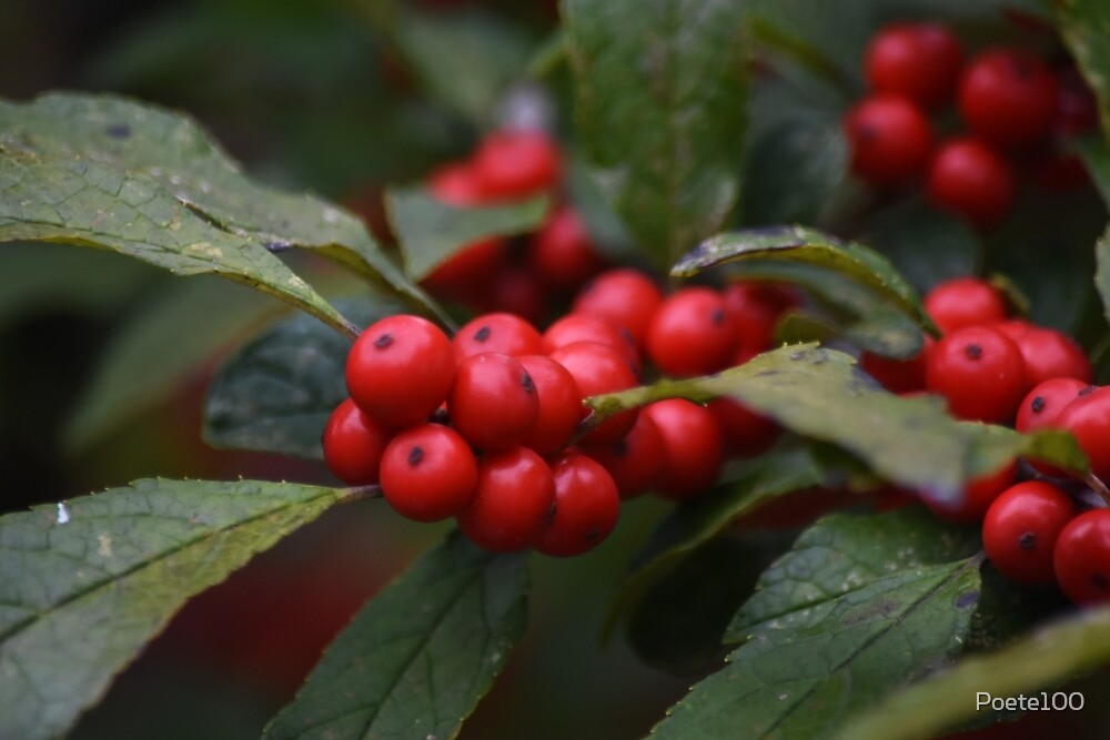 "Winterberry Holly (Ilex verticillata) in the Fall..." by Poete100 ...