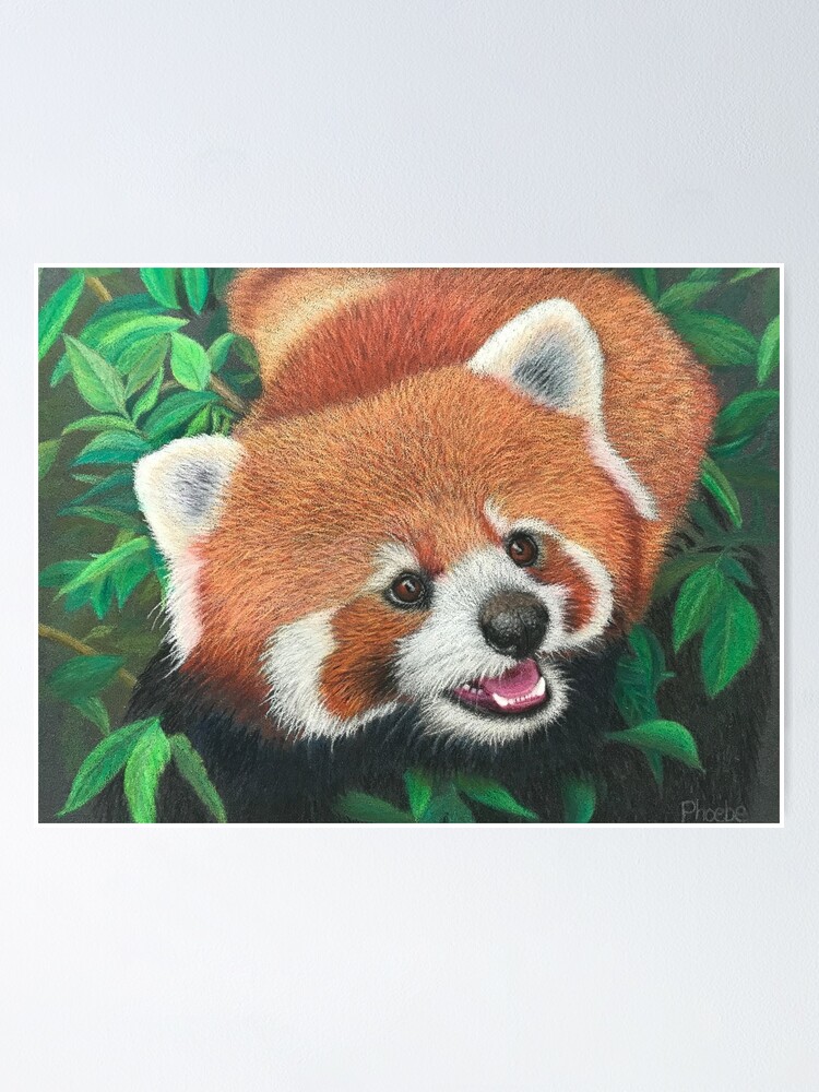 "Red Panda" Poster for Sale by ArtbyPhoebeFlag | Redbubble