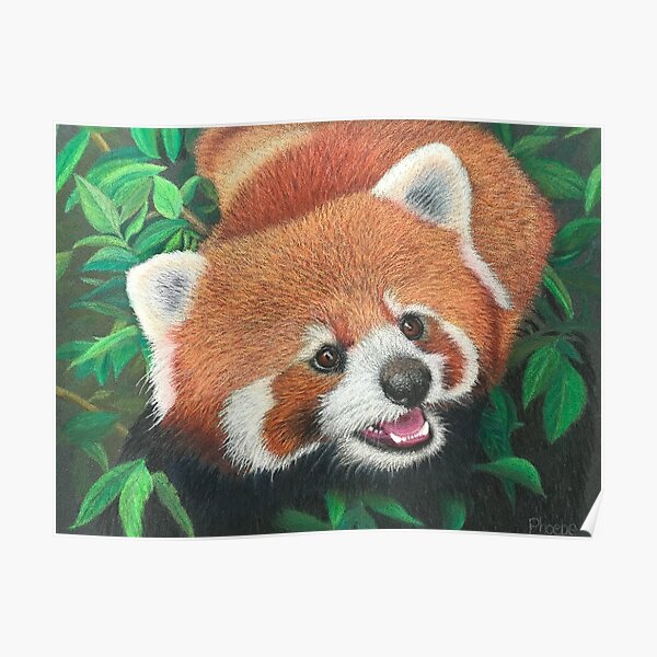 "Red Panda" Poster for Sale by ArtbyPhoebeFlag | Redbubble