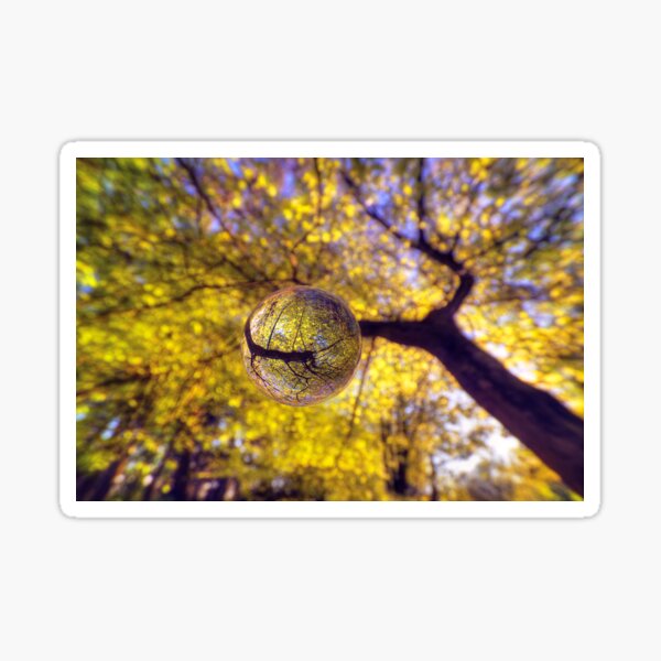 "Woodland Orb 2" Sticker for Sale by AntonyMitchell | Redbubble