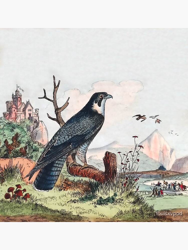 "Antique Falcon Engraving" Sticker for Sale by louisxvpod | Redbubble