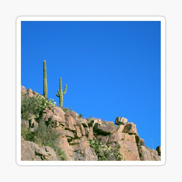 "cacti." Sticker for Sale by kathjdj | Redbubble