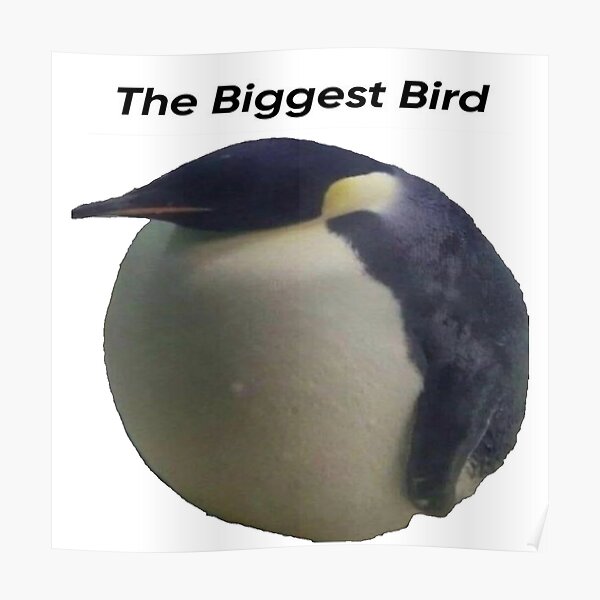 "IM THE BIGGEST BIRD MEME TIKTOK" Poster for Sale by GuyBubbles | Redbubble