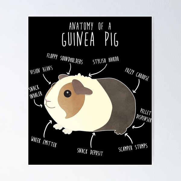 "Guinea Pig Anatomy" Poster for Sale by Psitta | Redbubble