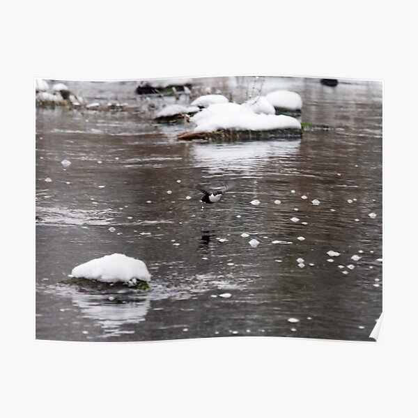 "In the flight. White-throated dipper" Poster for Sale by JoukoKLehto ...