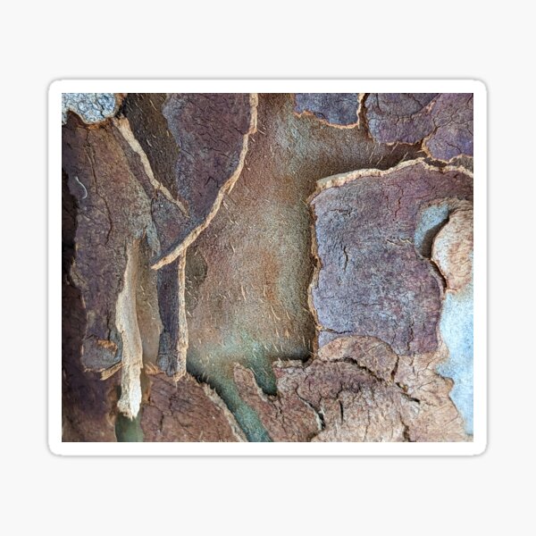 "Beautiful Tree Bark Pattern 16" Sticker for Sale by BeyondTS | Redbubble