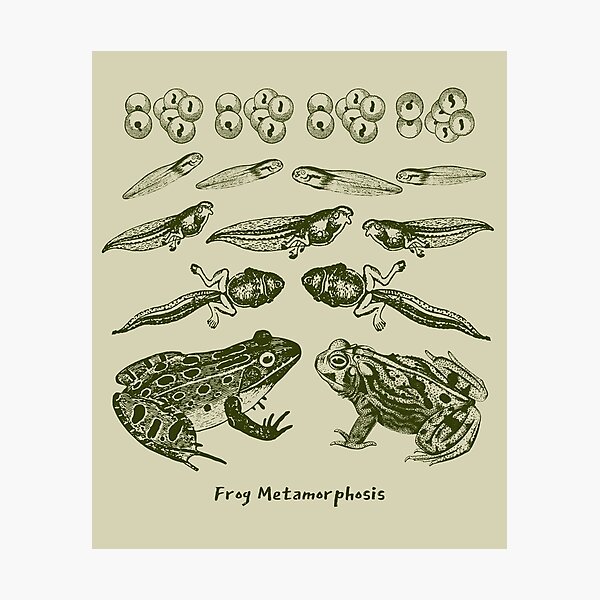 "Frog Life Cycle Toad Tadpole Metamorphosis Vintage Biology Nature ...