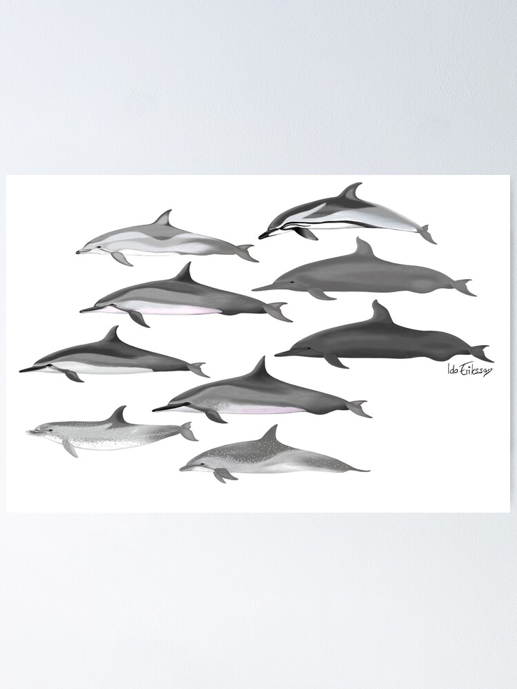 Clymene Dolphin Drawing