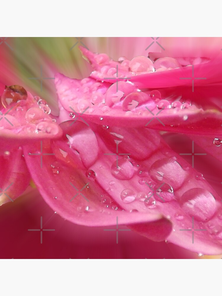 " Pink raindrops on petals" Sticker for Sale by zkcreartive | Redbubble