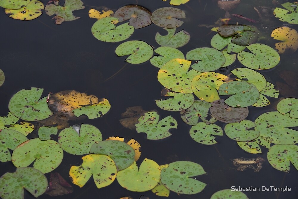 "Lily Pad Path" by Sebastian DeTemple | Redbubble