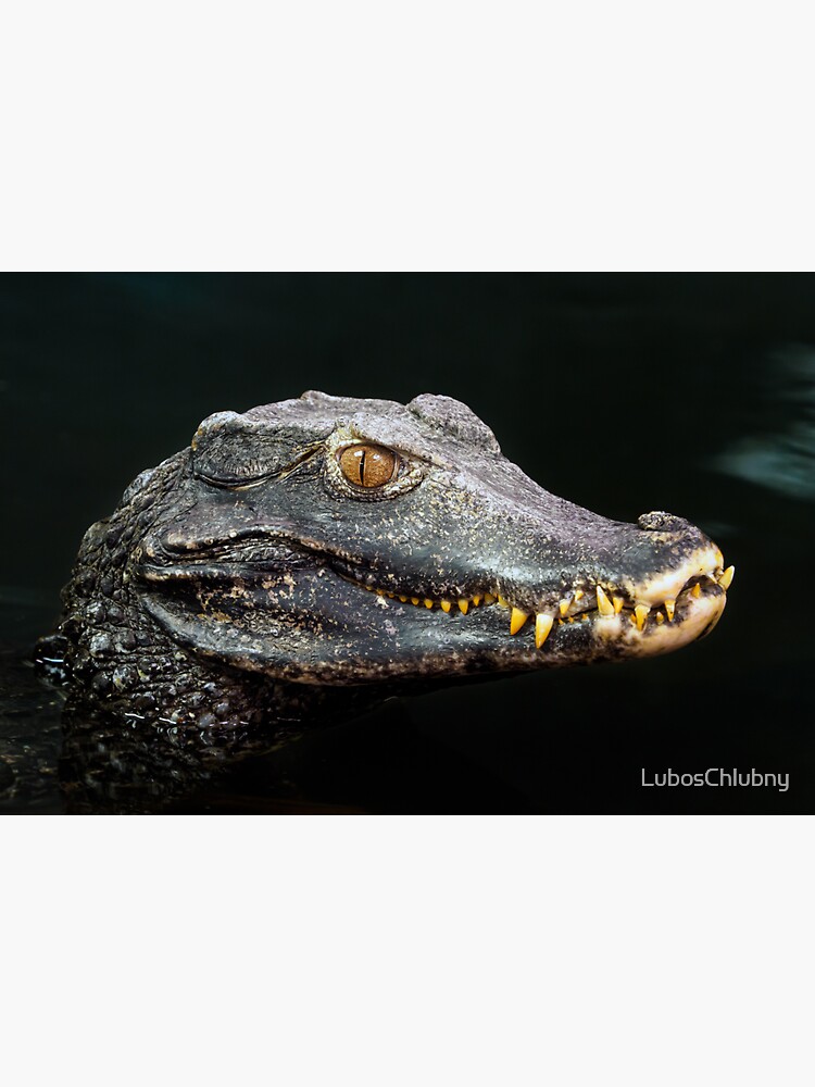 "Head of a crocodile. Dwarf Caiman." Sticker for Sale by LubosChlubny ...