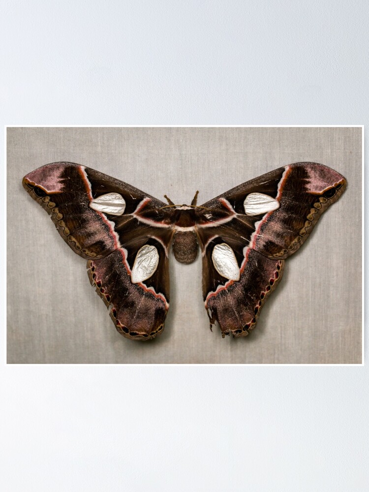 Póster «El silkmoth de Rothschild (Rothschildia lebeau inca)» de ...
