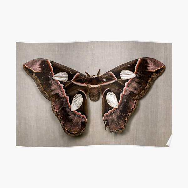 Póster «El silkmoth de Rothschild (Rothschildia lebeau inca)» de ...